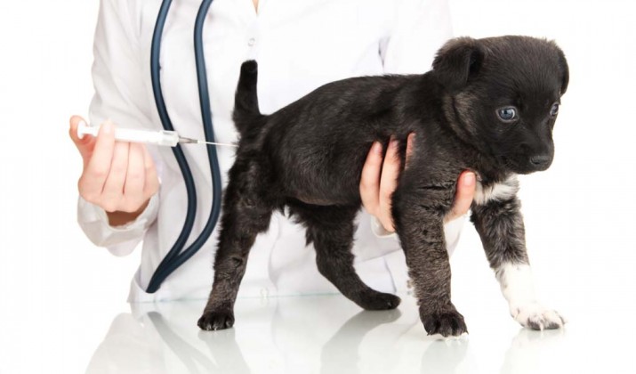 What Shots Do Puppies Need and Exact Puppy Vaccination Schedule