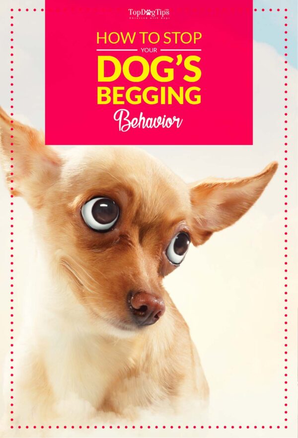 How to Stop Dog Begging Behavior (A Quick and Easy Way)