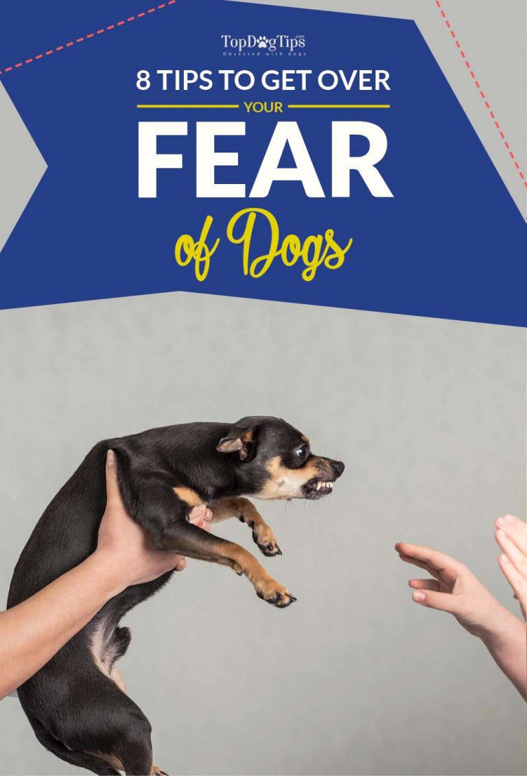 8 Tips on How to Get Over a Fear of Dogs (as per Animal Experts)