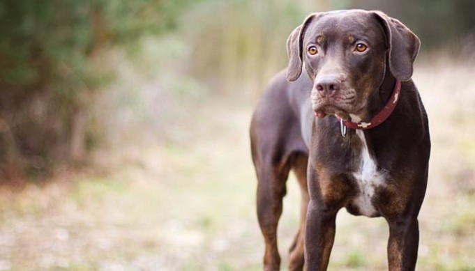 Let's Talk: How to Take Great Photos of Your Dog