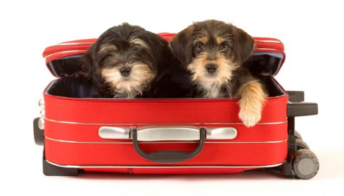 Dog Travel Bags: How to Choose the Right One – Top Dog Tips