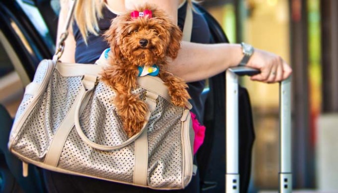 Dog Travel Bags: How to Choose the Right One – Top Dog Tips