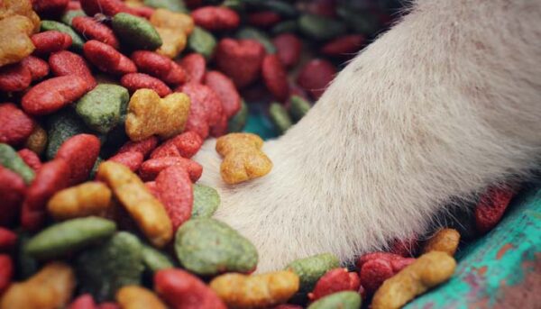4 Different Types of Dog Food & How to Pick the Best One?