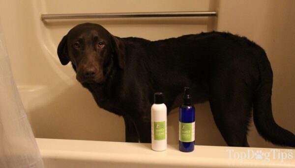 Review: Eco Dog Care Pet Shampoo and Freshening Spray – Top Dog Tips
