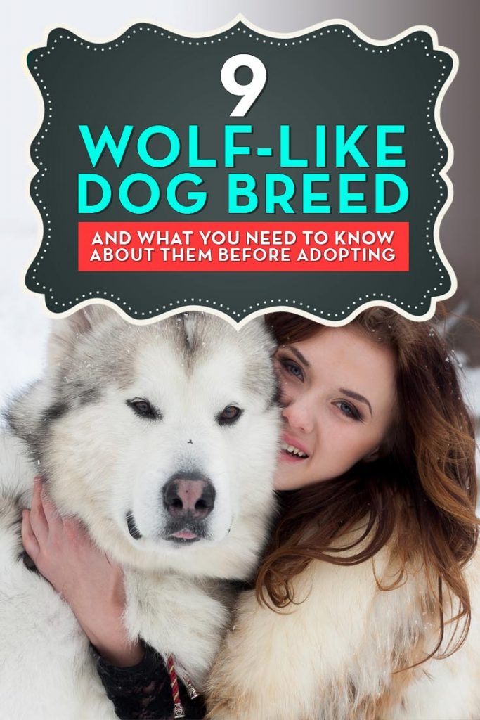9 Wolf-Like Dog Breeds: Know the Difference and Choose Wisely – Top Dog ...