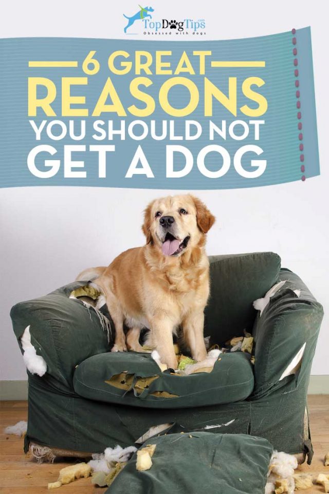 6 Good Reasons NOT to Get a Dog – Top Dog Tips