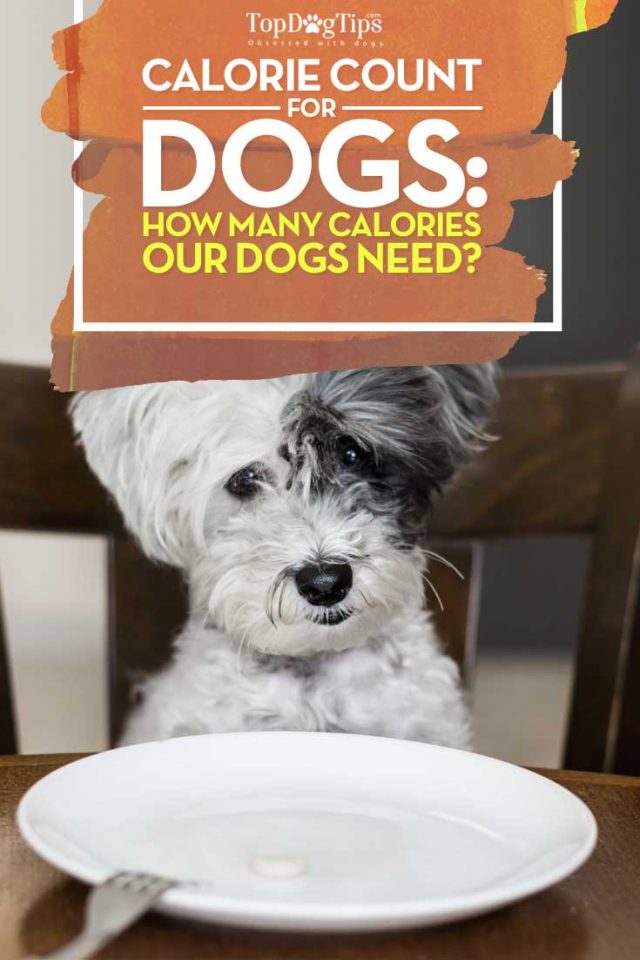 Let's Talk: How Many Calories A Dog Needs Per Day? – Top Dog Tips
