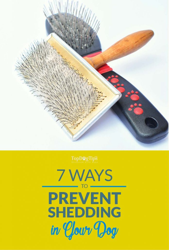 How To Stop A Dog From Shedding
