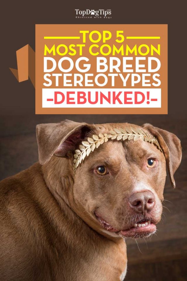 5 Most Common Dog Breed Stereotypes DEBUNKED!