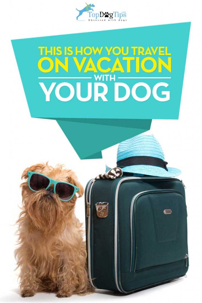 Holidays with Dogs: How to Travel on Vacation with Your Dog – Top Dog Tips
