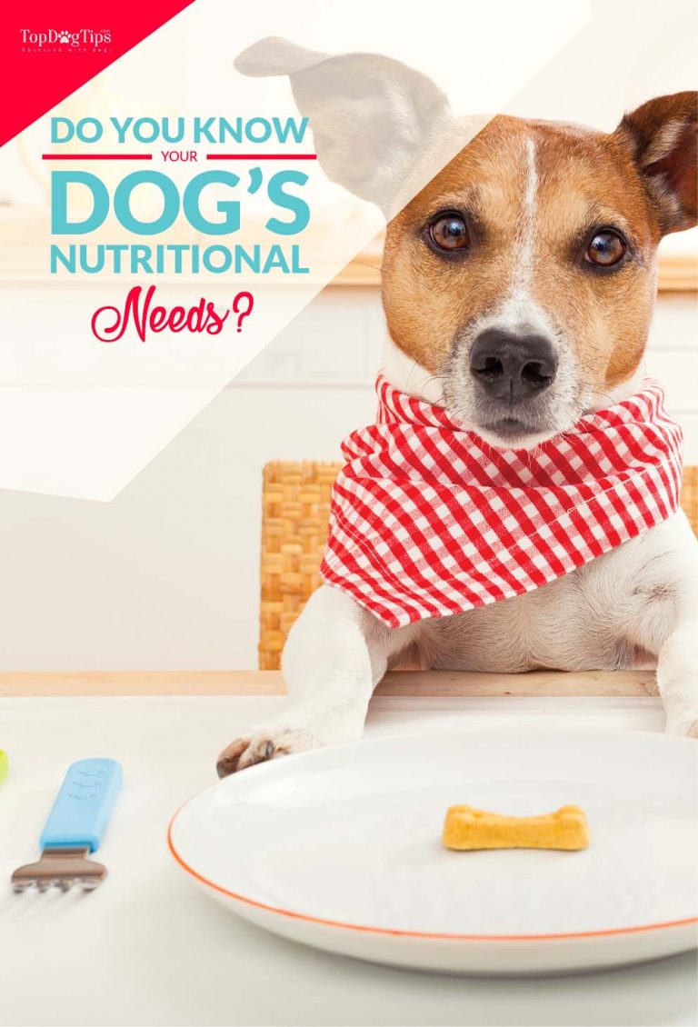 Do You Know Your Dog's Nutritional Needs? – Top Dog Tips