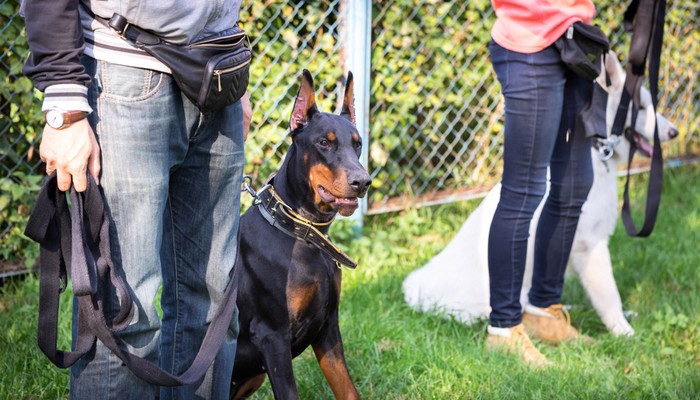 Expert Interview: Best Dog Training Tips From Dr. Roger Mugford