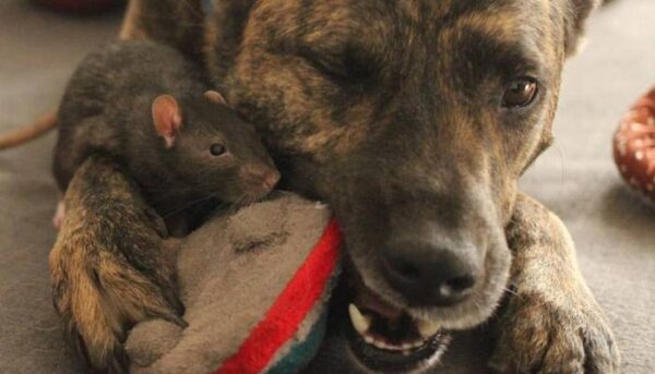 Dog and Rats Are BFFs - You've Got to See This Video! – Top Dog Tips