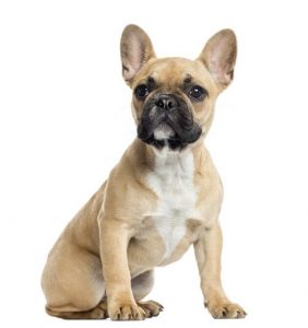 French Bulldog Breed Information, Photos, History and Care Advice