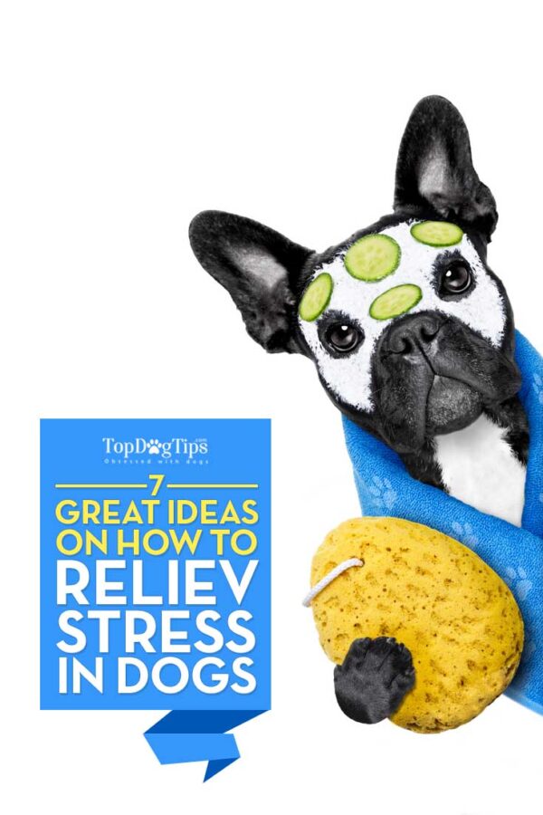 7 Ideas on How To Relieve Stress in Dogs – Top Dog Tips