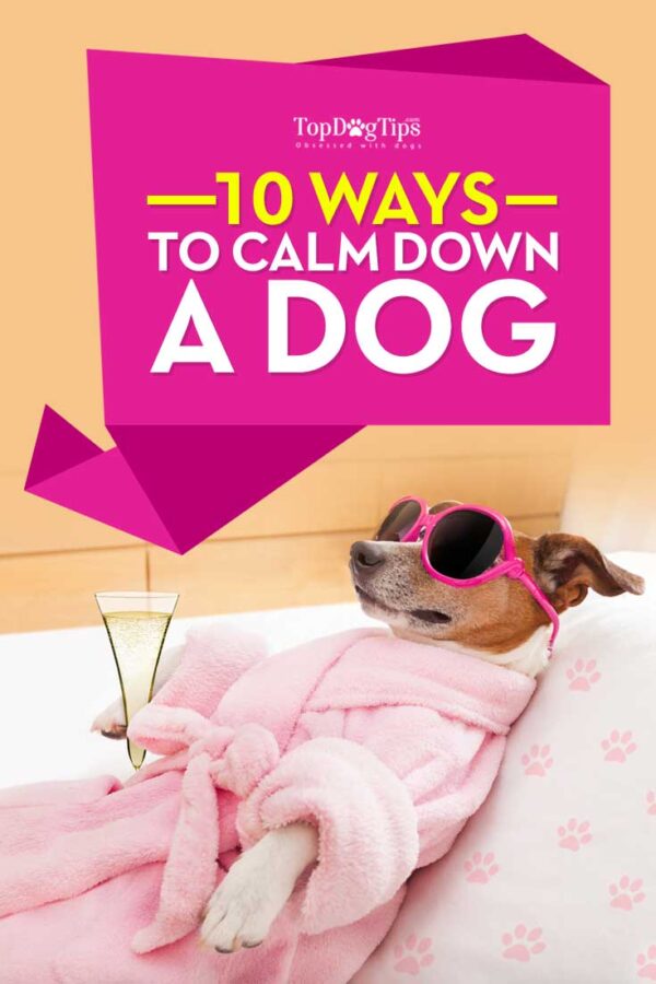 10 Tips On How to Calm Down a Dog – Top Dog Tips
