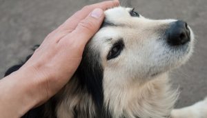 10 Tips On How to Calm Down a Dog – Top Dog Tips