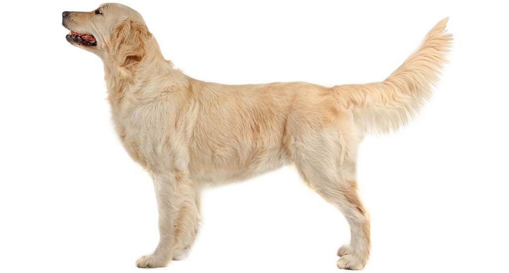 Labrador Retriever Breed Information, Photos, History and Care Advice