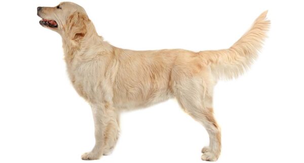 Labrador Retriever Breed Information, Photos, History and Care Advice