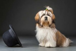 Lhasa Apso Dog Breed Profile – Top Dog Tips