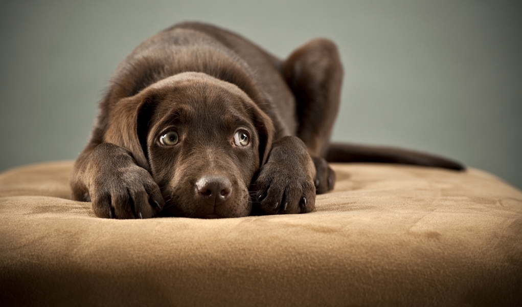 Sunday's Recap: Mental Health Illnesses in Dogs – Top Dog Tips