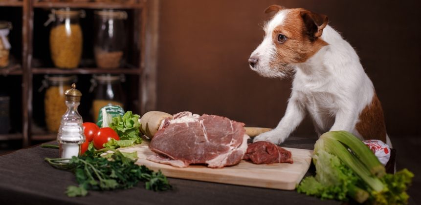 Raw Diet for Dogs 101: The Ultimate Guide – Top Dog Tips