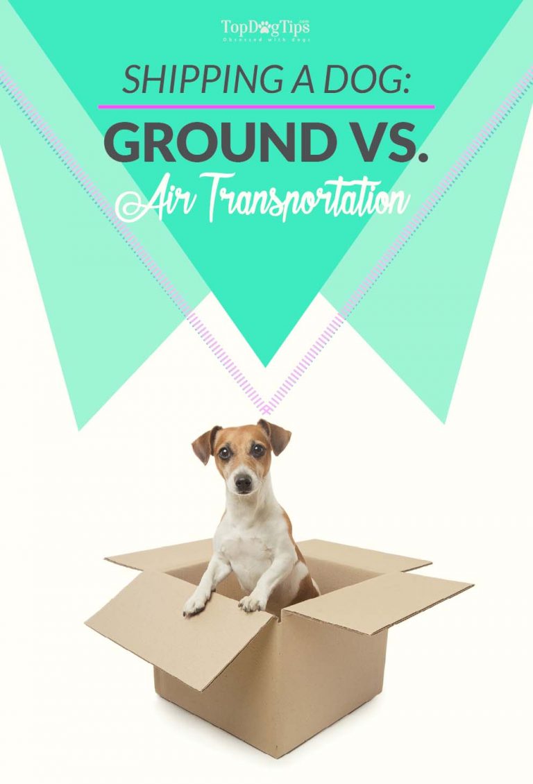 Shipping a Dog: Using Ground vs Air Transportation