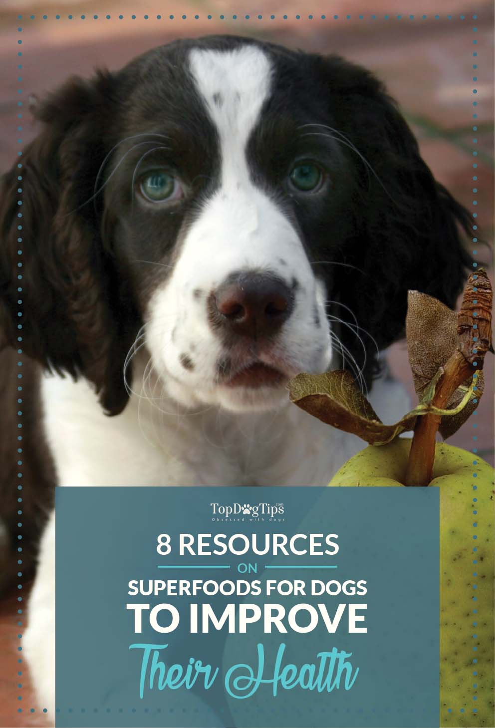 8 Tips on Super Foods for Dogs from Experts – Top Dog Tips