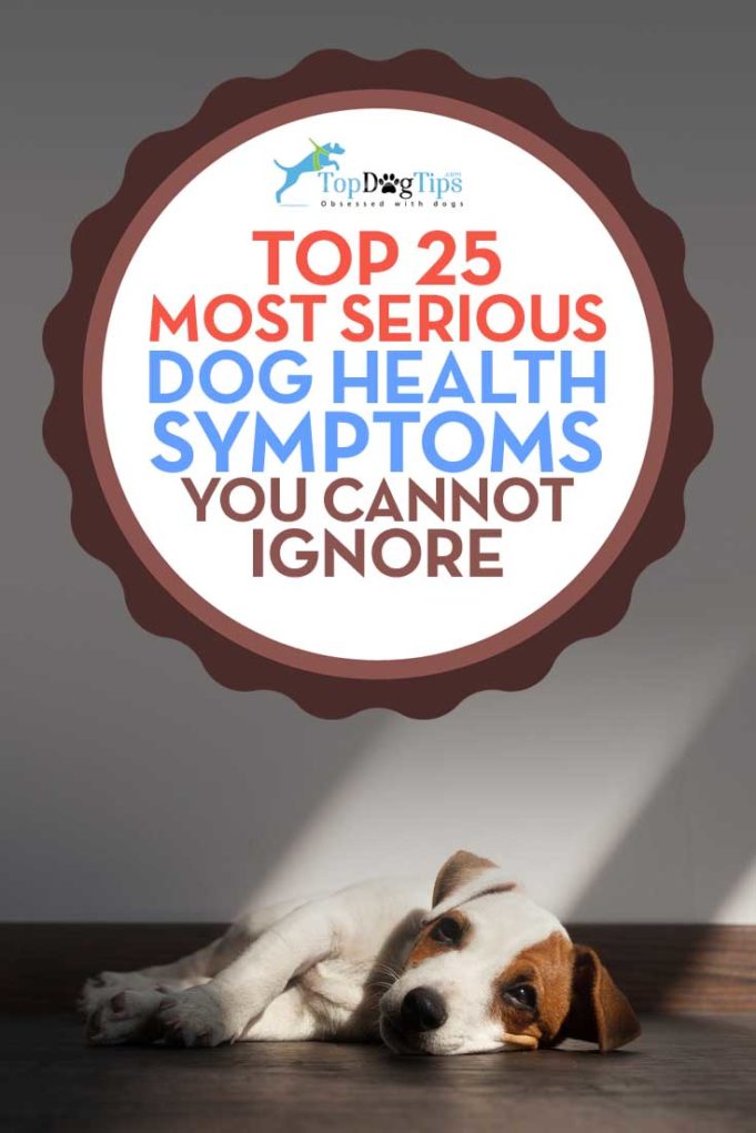 25 Very Serious Dog Health Symptoms That Cannot Be Ignored