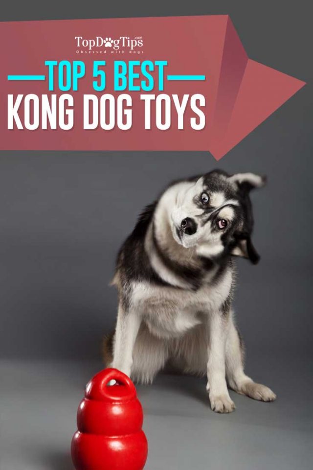 Which Dog Toys Do Veterinarians Recommend?