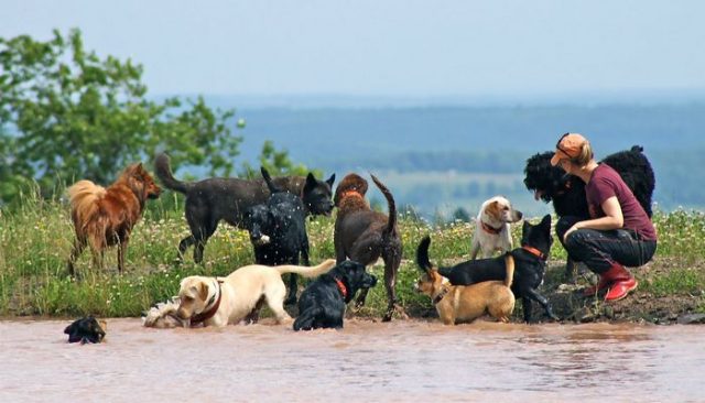 Would You Quit Wall Street to Help Shelter Dogs? – Top Dog Tips