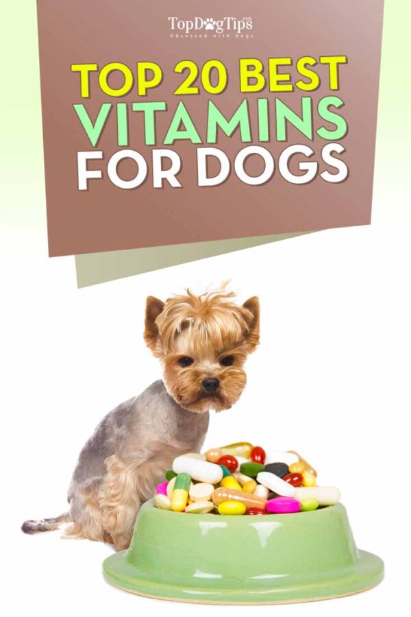 Top 20 Best Vitamins for Dogs (and why your dog needs them)