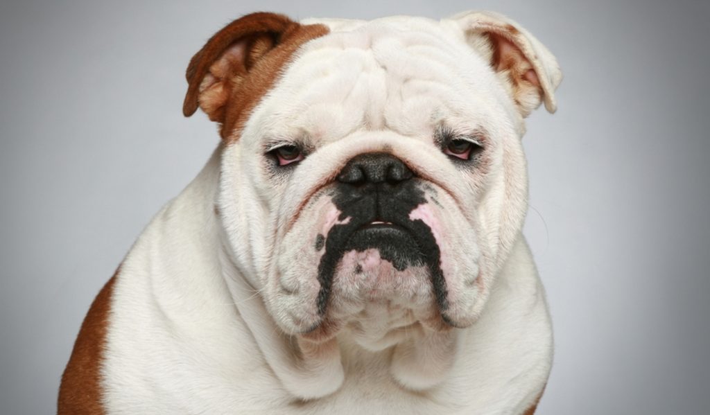 English Bulldog Dog Breed Profile – Top Dog Tips