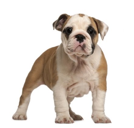 English Bulldog Dog Breed Profile – Top Dog Tips