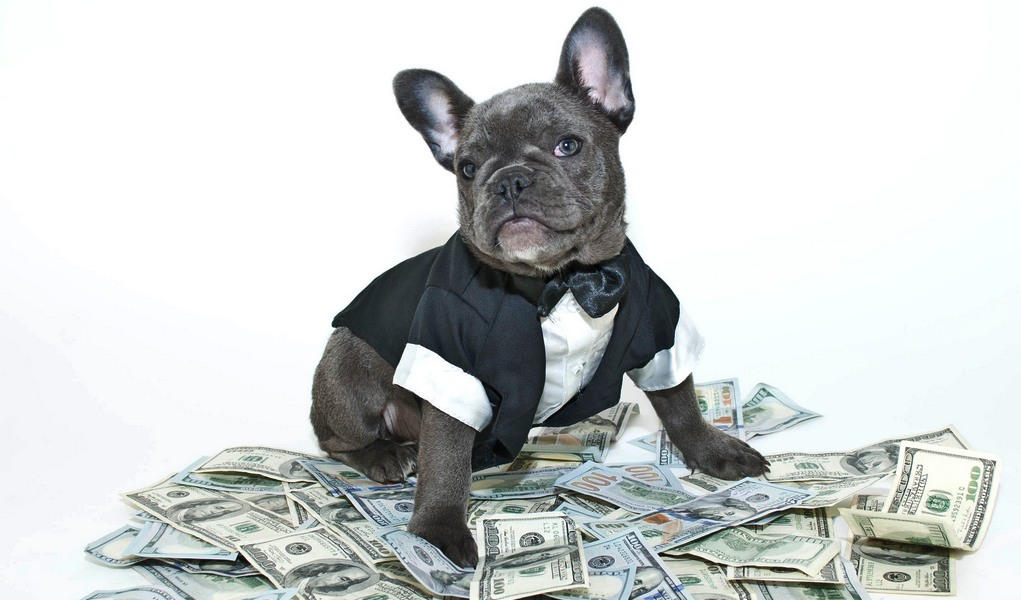Dog Grooming Prices How Much Does It Cost To Groom A Dog Top Dog Tips