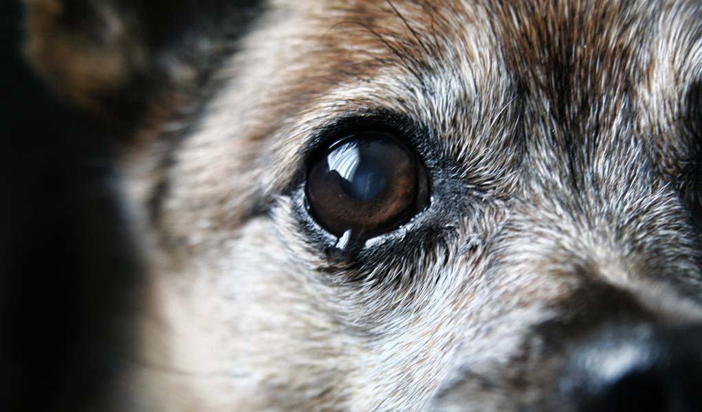 The Truth About Tear Stains On Dogs Top Dog Tips The Truth About Tear Stains On Dogs Top Dog Tips