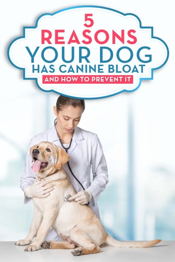 5 Reasons Your Dog Has Canine Bloat and How to Prevent It