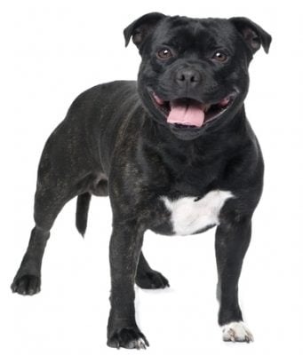 Staffordshire Bull Terrier Dog Breed Profile – Top Dog Tips