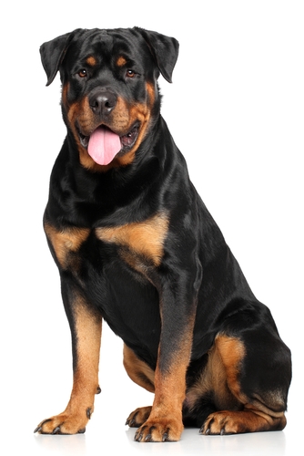 10 Worst Dog Breeds for First Time Owners That You Should Wait to Adopt
