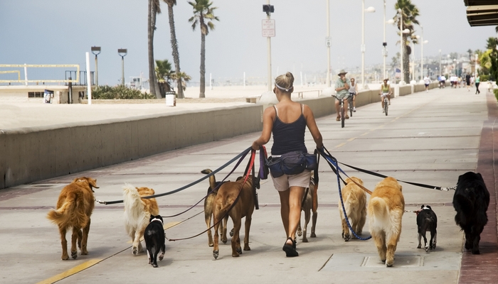 Dog Walker Jobs: Where and How to Find Good Dog Walking Work? – Top Dog ...
