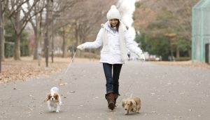 Dog Walker Jobs: Where and How to Find Dog Walking Work?