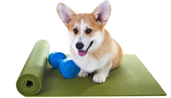 Doga 101: Benefits and Precautions of Doing Yoga with Dogs