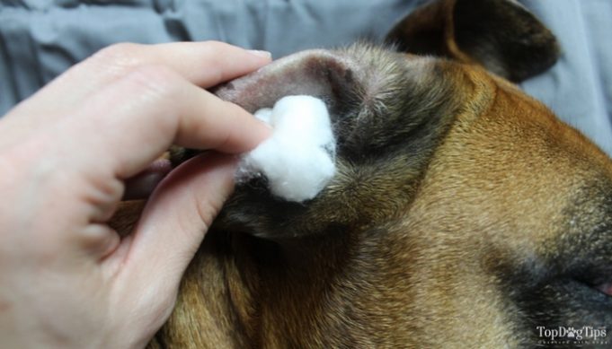 Water in Dog's Ear: Dangers, How to Prevent It and What to Do About It