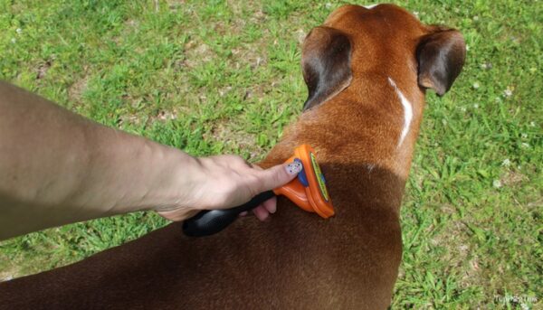 How to Stop Dogs from Shedding: 9 Personal Tips That Will Make It Easy