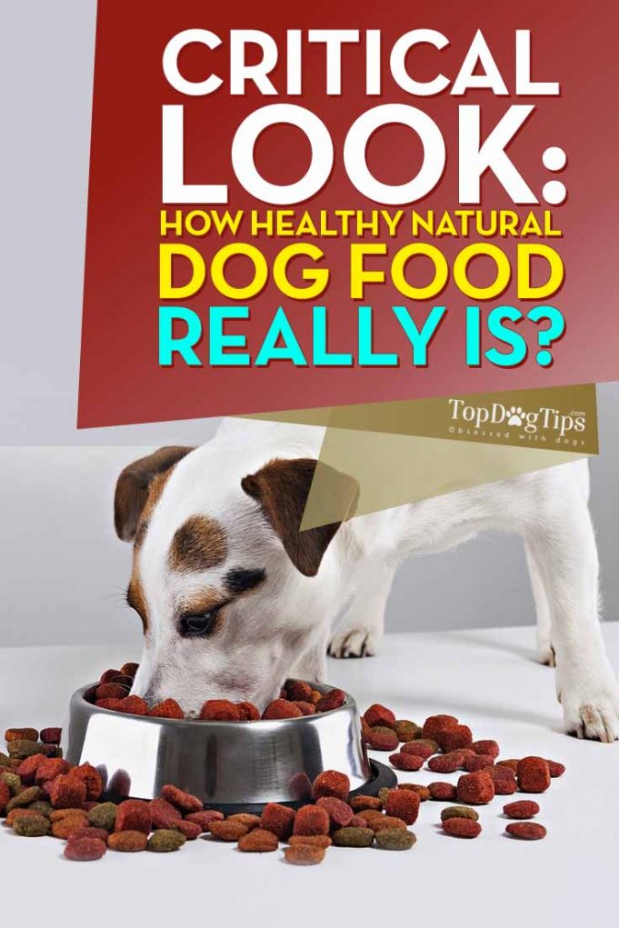 How Healthy Natural Dog Food Really Is? A Critical Look – Top Dog Tips