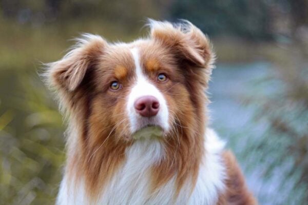 25 Most Affordable Low-Cost Dog Breeds That Anyone Can Adopt
