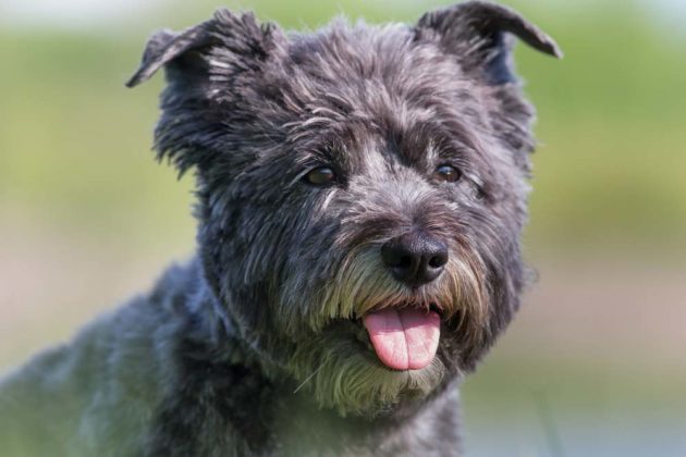 Cairn Terrier Dog Breed Profile – Top Dog Tips