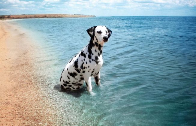 Dalmatian Dog Breed Profile – Top Dog Tips