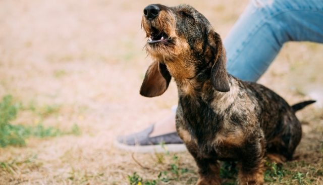 How To Stop A Dog From Barking: A Video Guide – Top Dog Tips