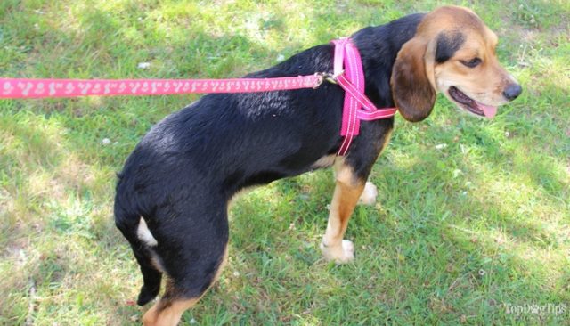 8 Tips on How to Train a Dog to Walk on a Leash